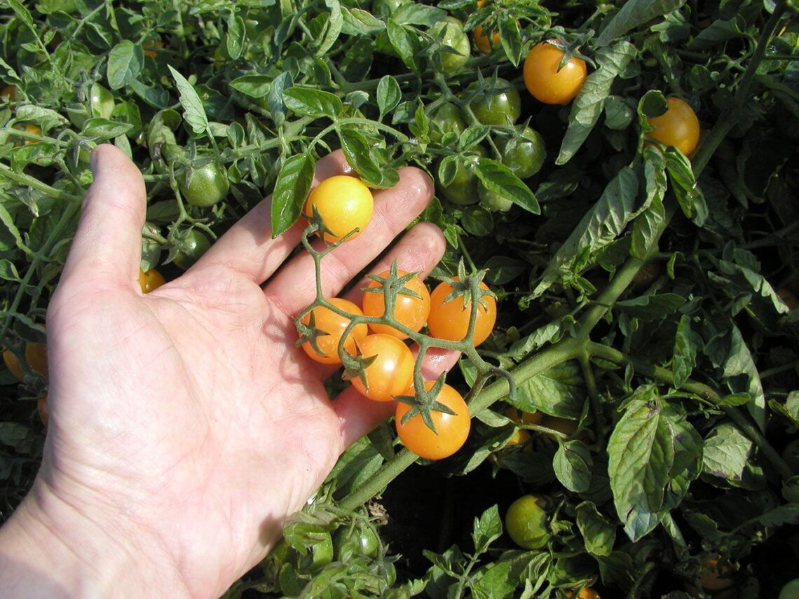 Tomatoes: Health Benefits And Nutritional Value Tomato