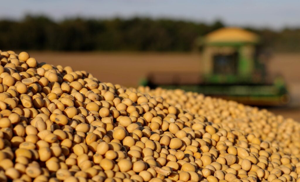 The Origin Of The Soybean And Its Use In The Kitchen