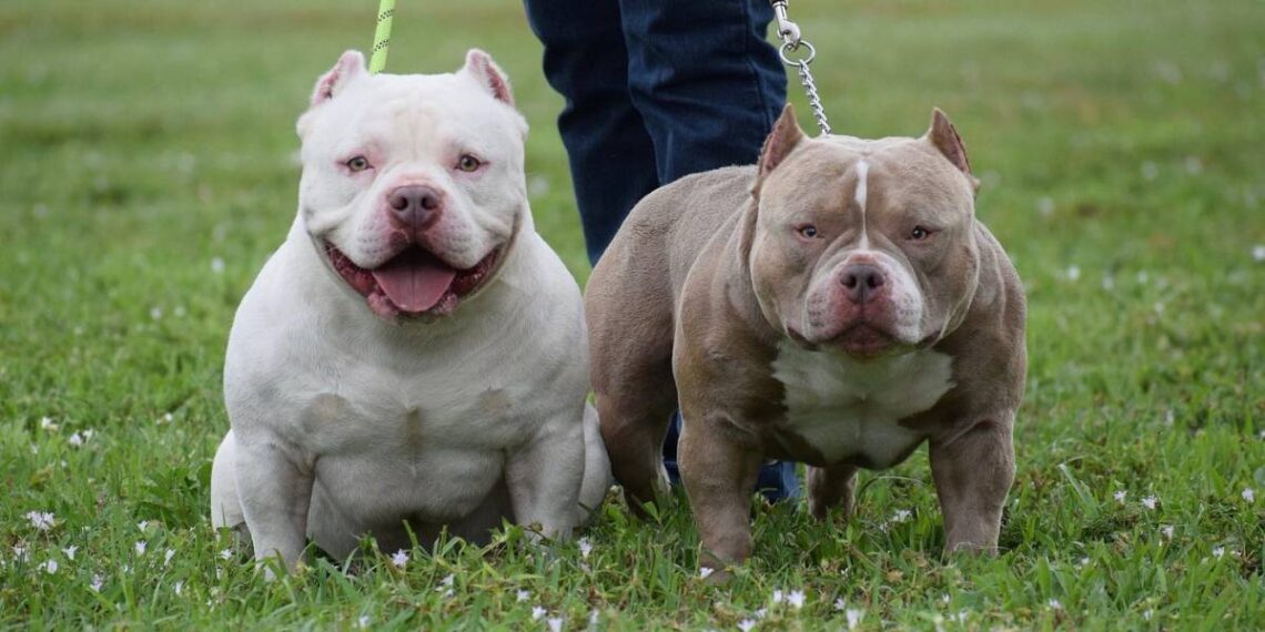 Micro Bully: Everything You Need To Know
